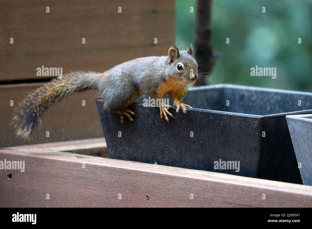 Issaquah, Washington, USA. Douglas Squirrel perched on the edge of some ...