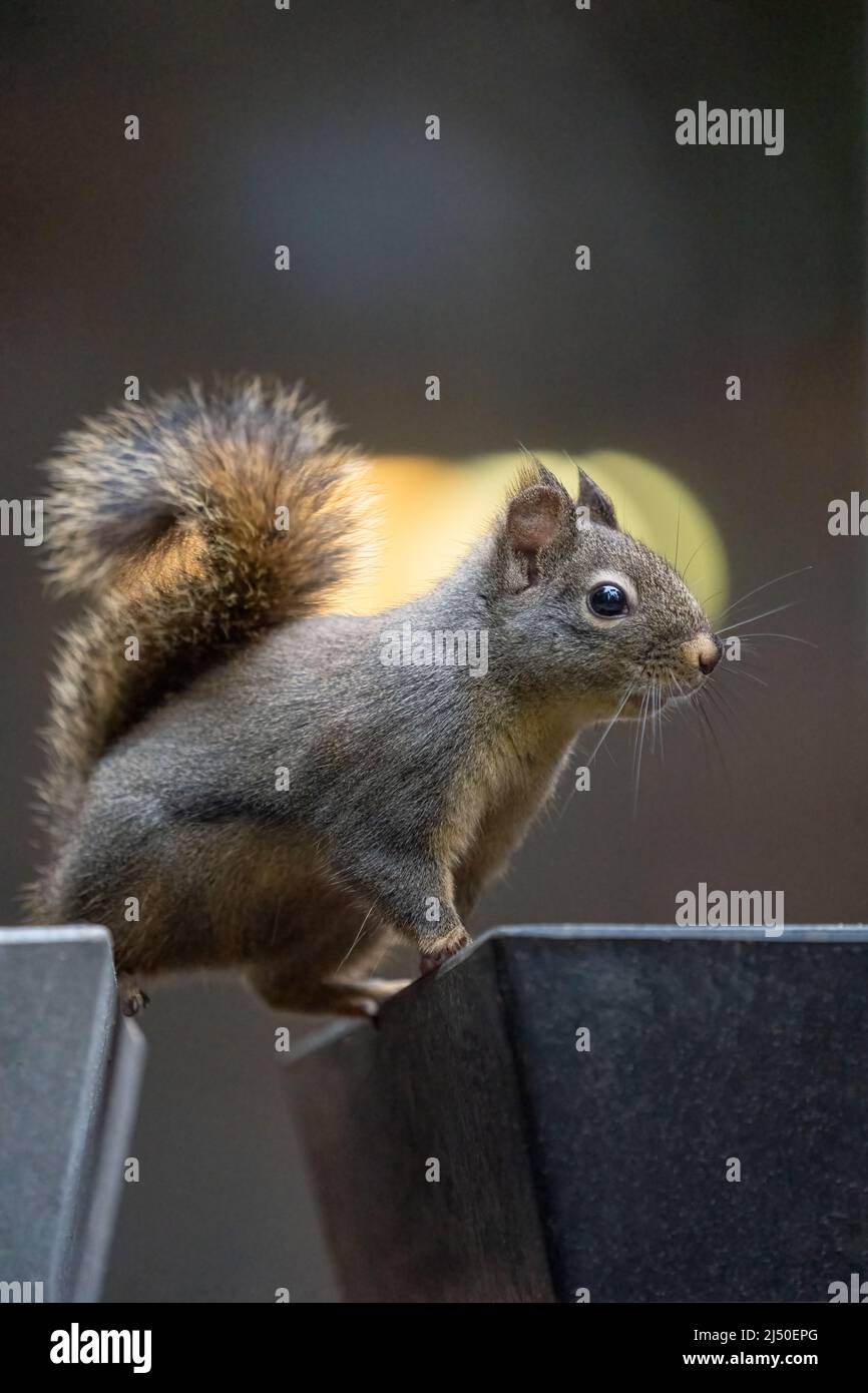 Straddle straddling space hi-res stock photography and images - Alamy