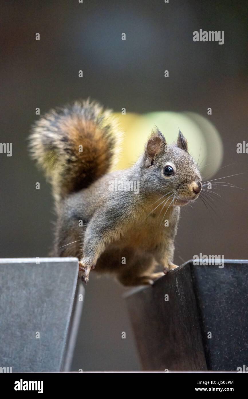 Straddling hi-res stock photography and images - Alamy