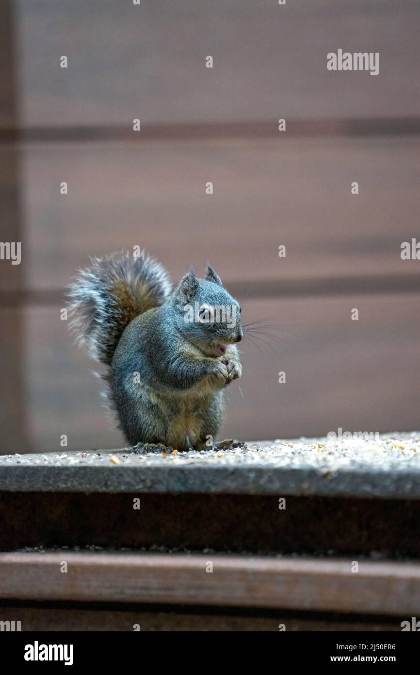 Squirrel eating peanut hi-res stock photography and images - Alamy