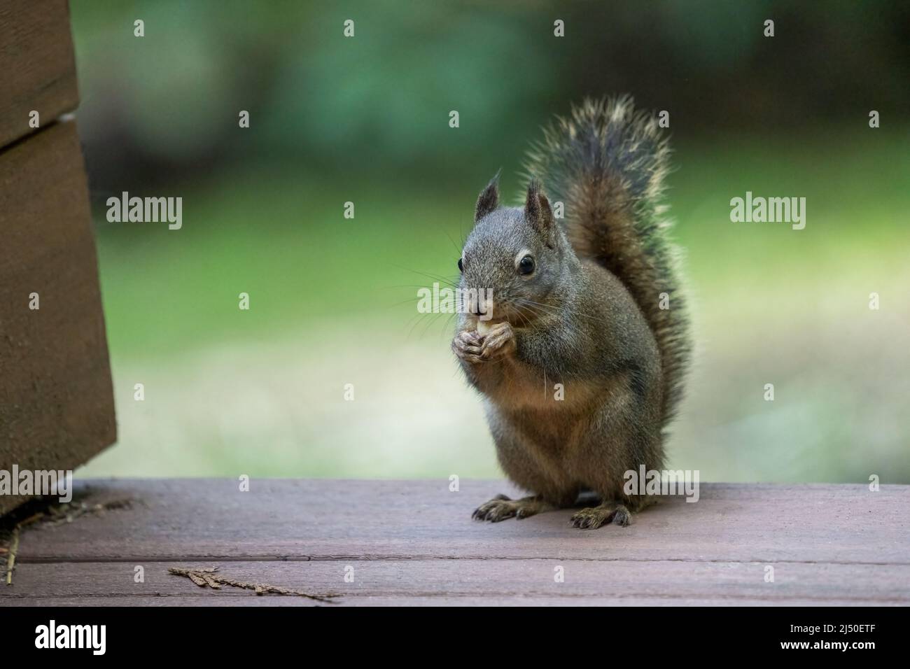 Front view of squirrel eating hi-res stock photography and images - Alamy