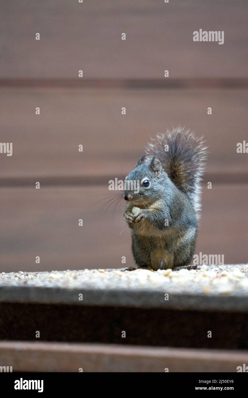 Front view of squirrel eating hi-res stock photography and images - Alamy