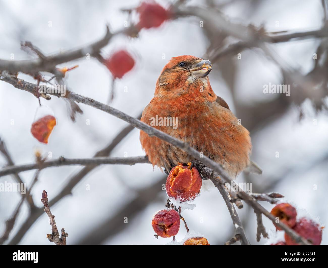 Red Crossbill male sitting on the tree branch and eats wild apple ...