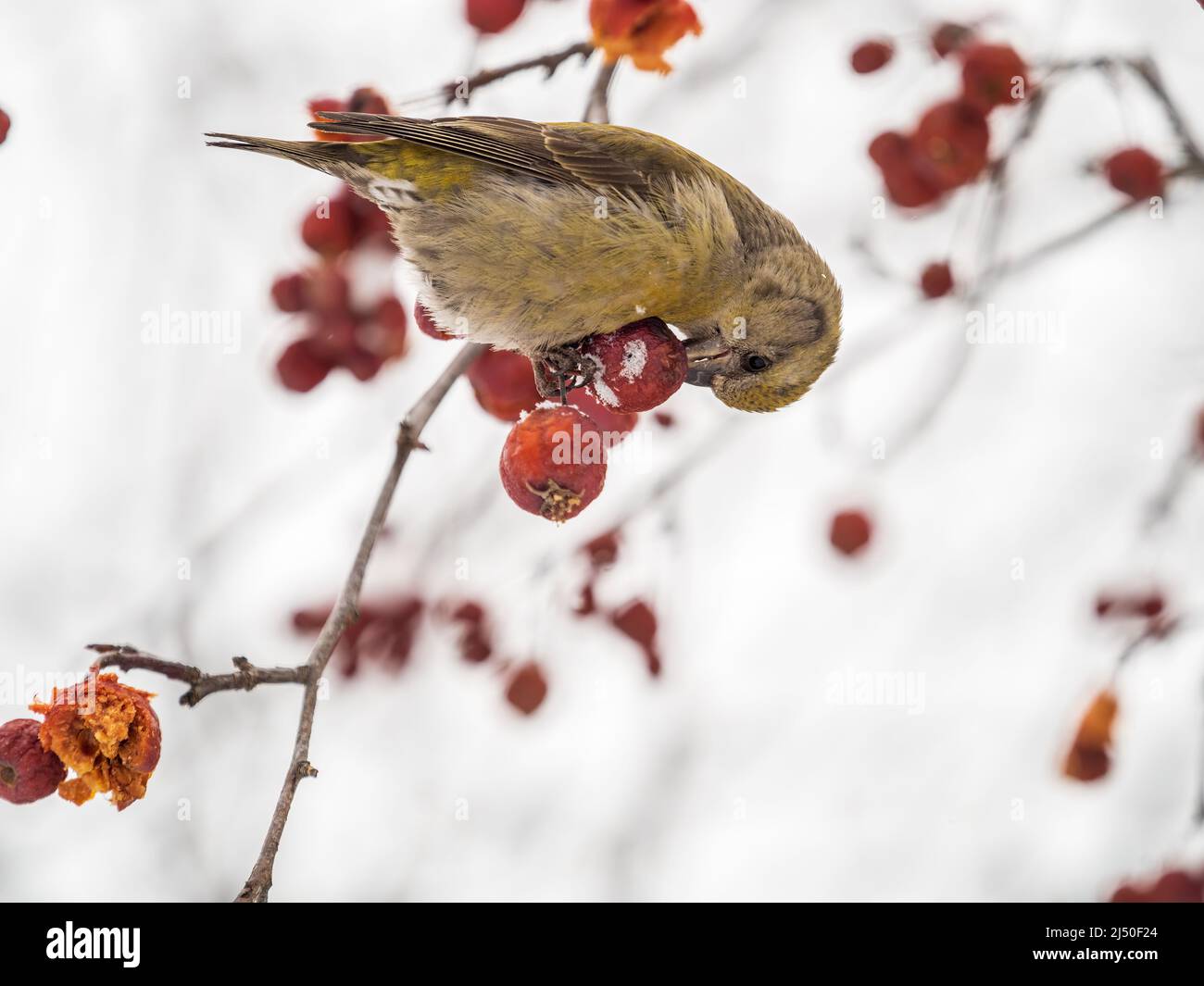 Red Crossbill female sitting on the tree branch and eats wild apple berries. Crossbill bird eats ...