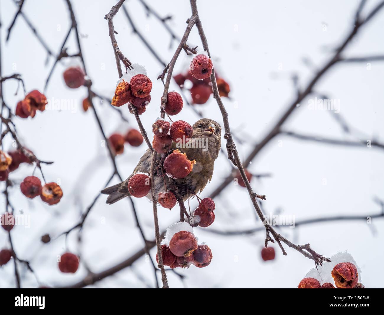 Red Crossbill female sitting on the tree branch and eats wild apple ...
