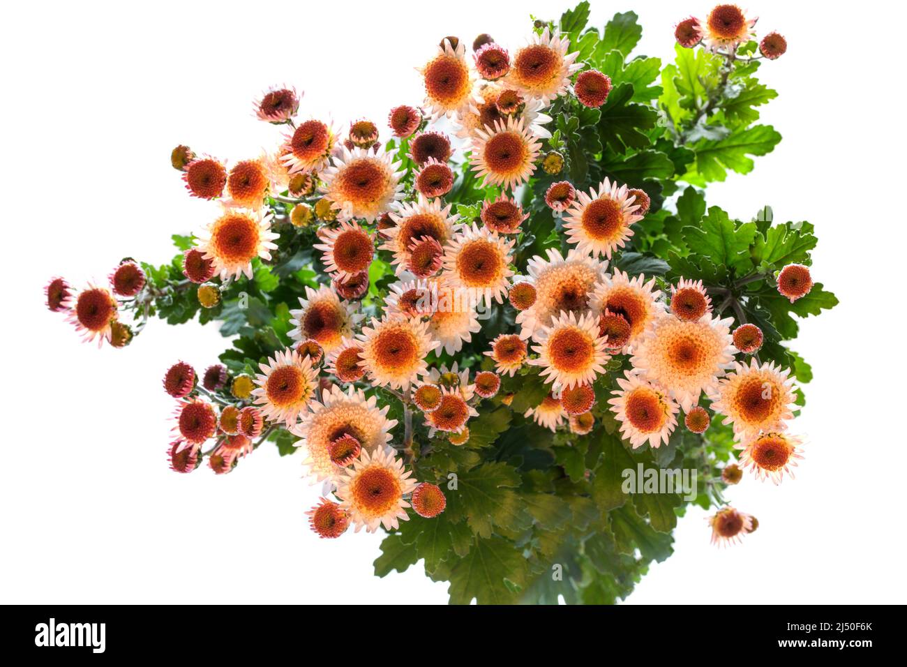 Bouquet of beautiful natural flowers on a white background Stock Photo ...