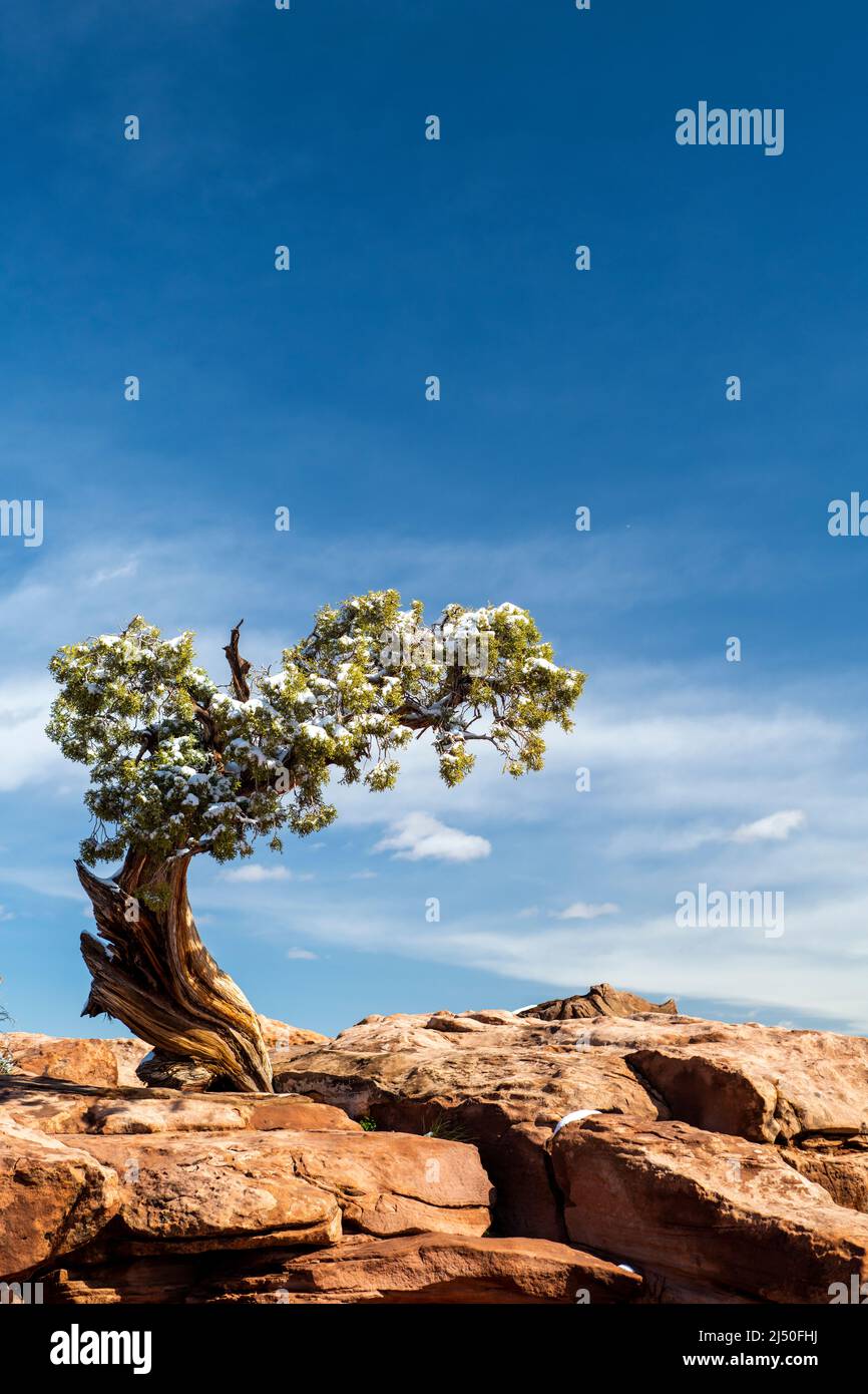 Snow Covered Tree in Canyon Stock Photo - Alamy