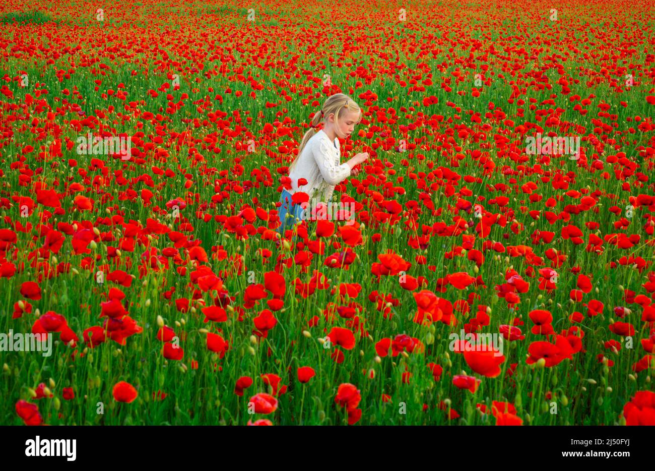 Spring family holidays on nature. Poppies meadow with poppys flowers ...