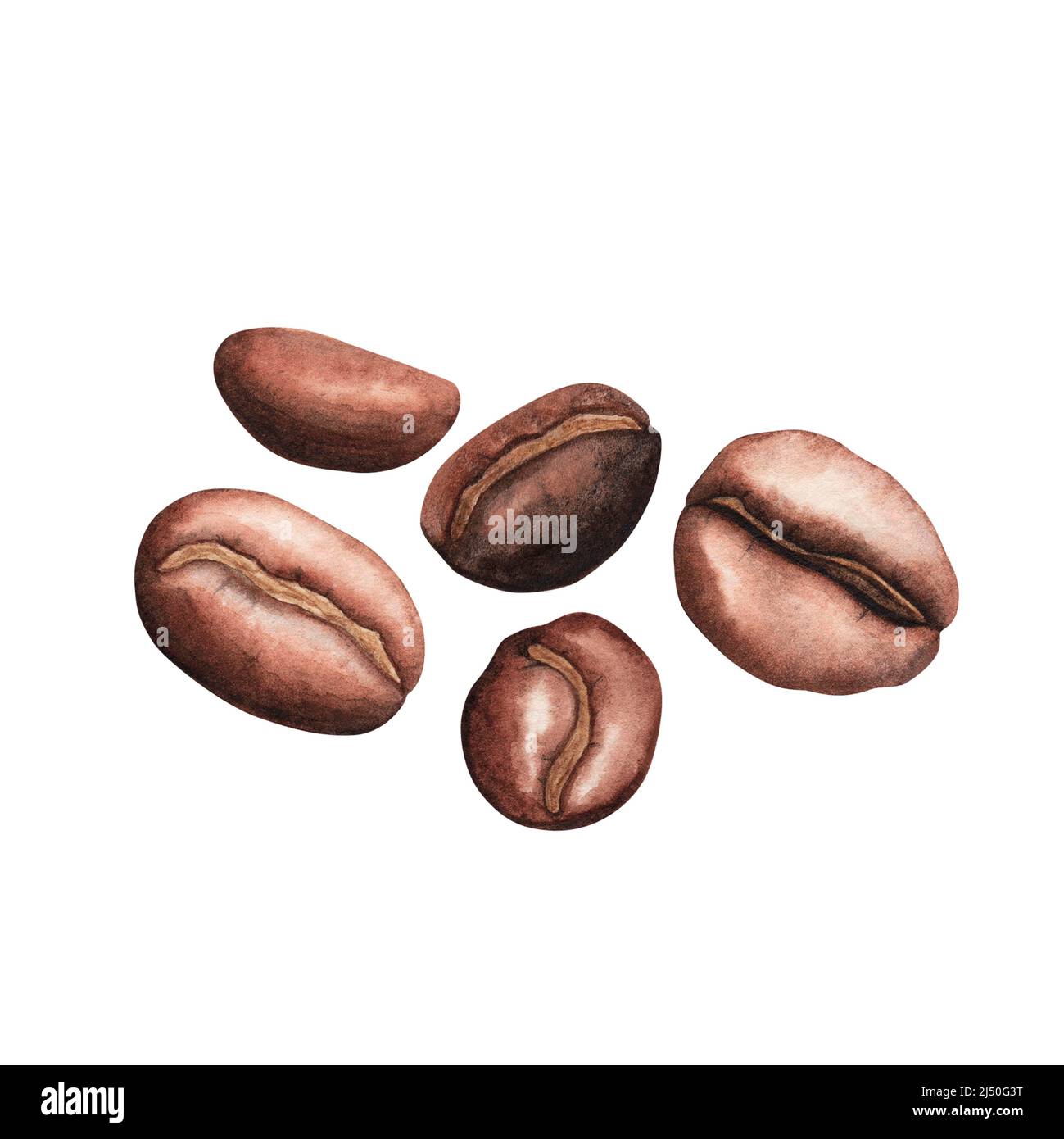 Coffee brown roasted beans set isolated on white. Watercolor hand drawn ...