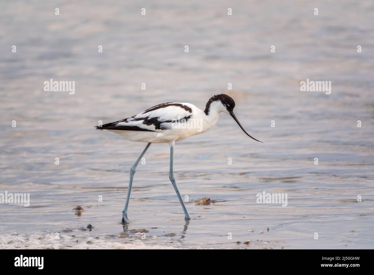 Water bird pied avocet, Recurvirostra avosetta, feeding in the lake ...