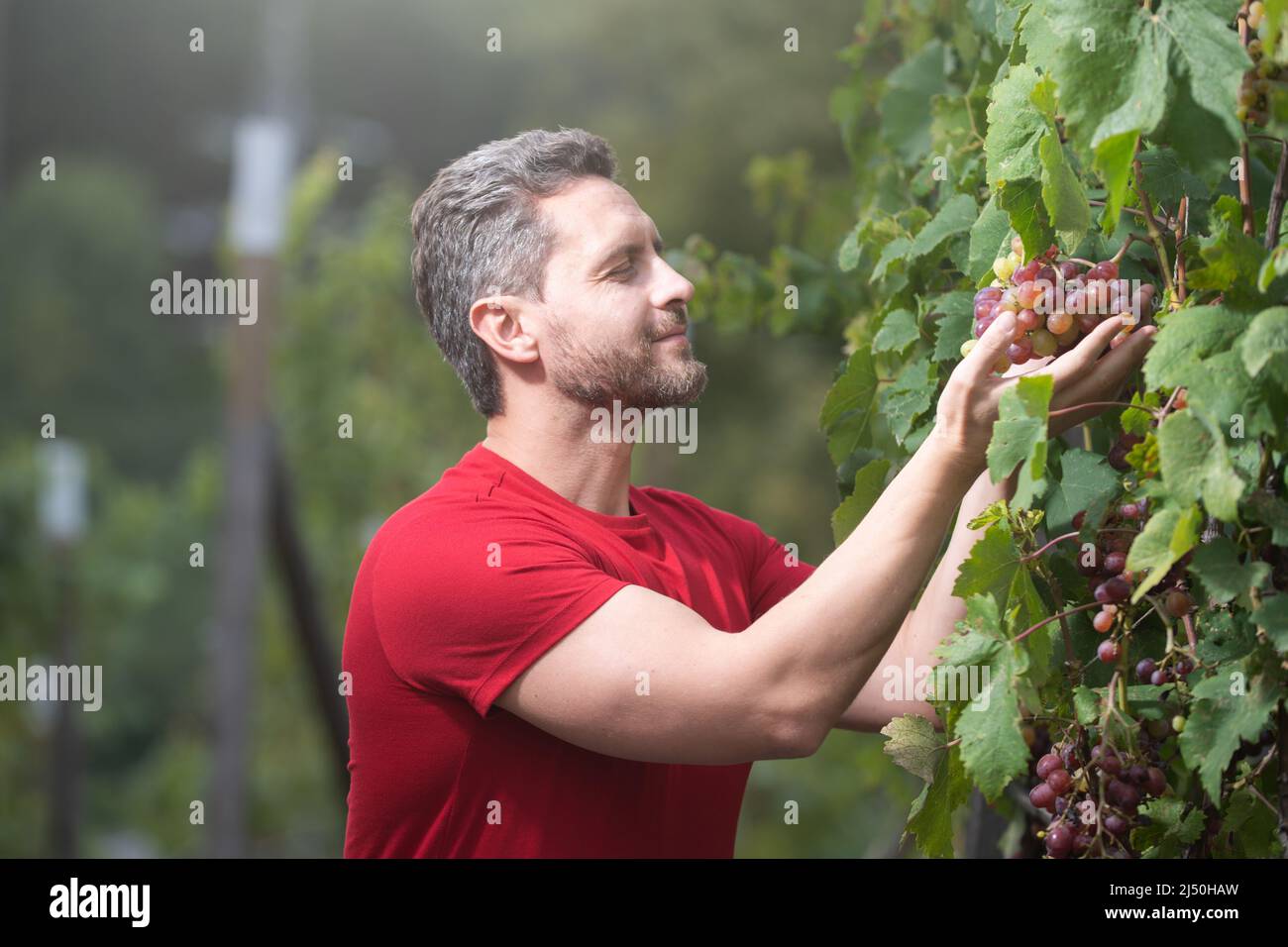 Grape farmer cutting grapes. Gardening, farming concept. Winemaker cuts ...