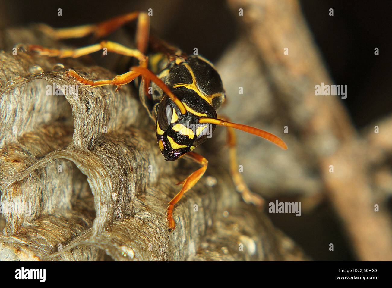 Asian paper wasp hi-res stock photography and images - Alamy