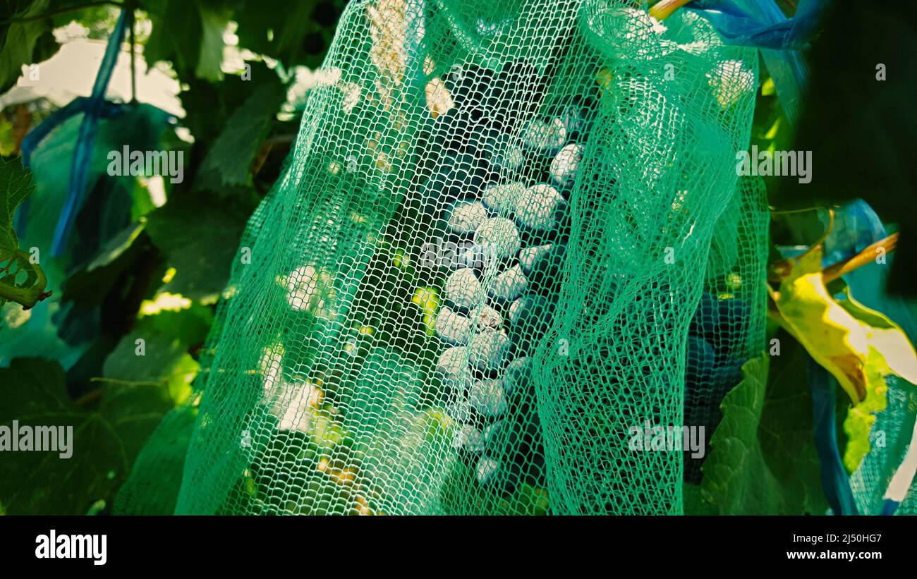Protective mesh from birds and large insects for grapes Stock Photo - Alamy