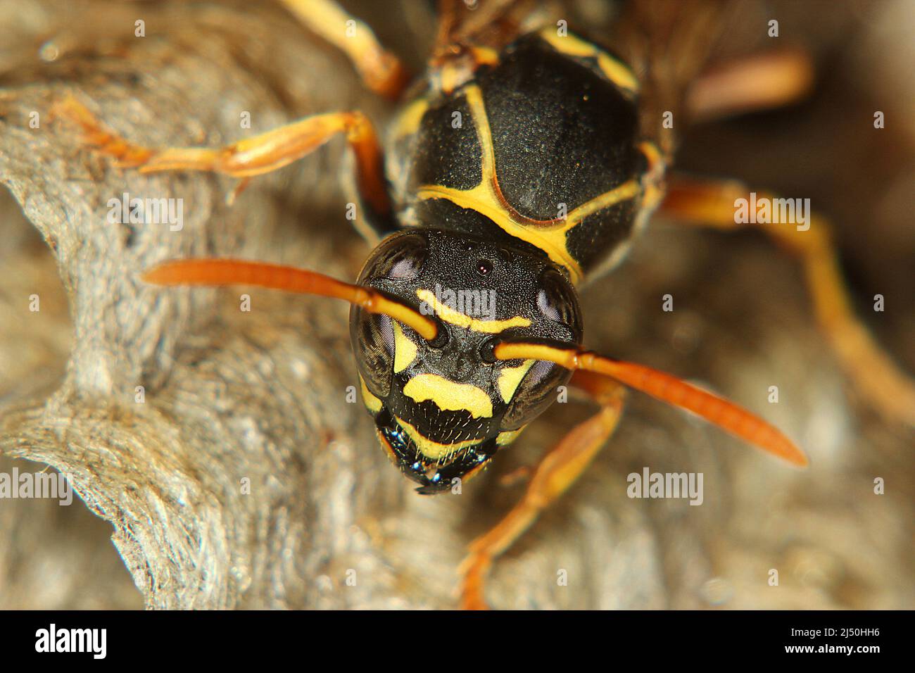 Queen Asian paper wasp (Polistes chinensis Stock Photo - Alamy