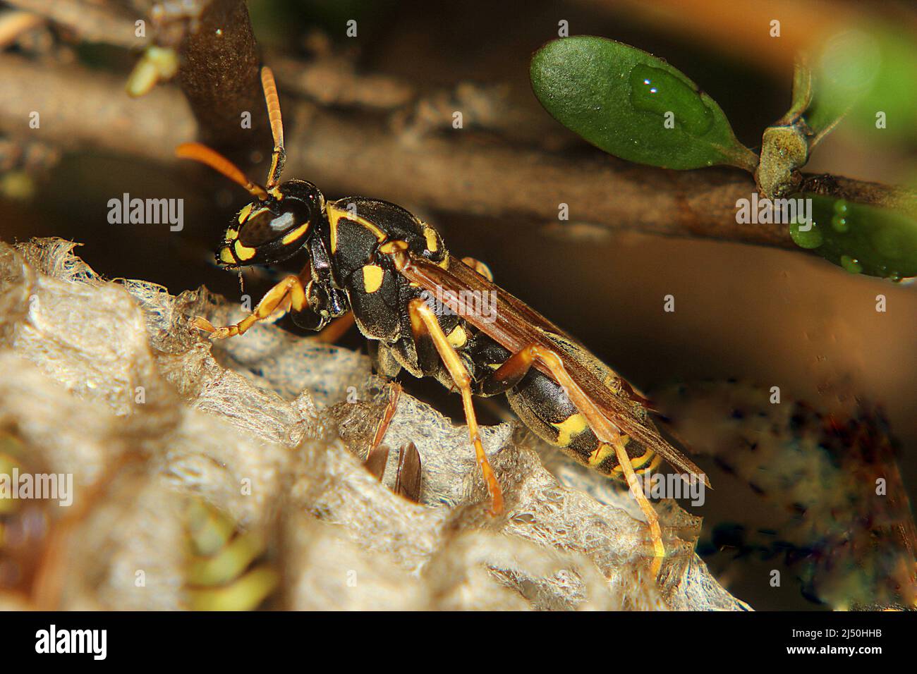 Queen Asian paper wasp (Polistes chinensis Stock Photo - Alamy