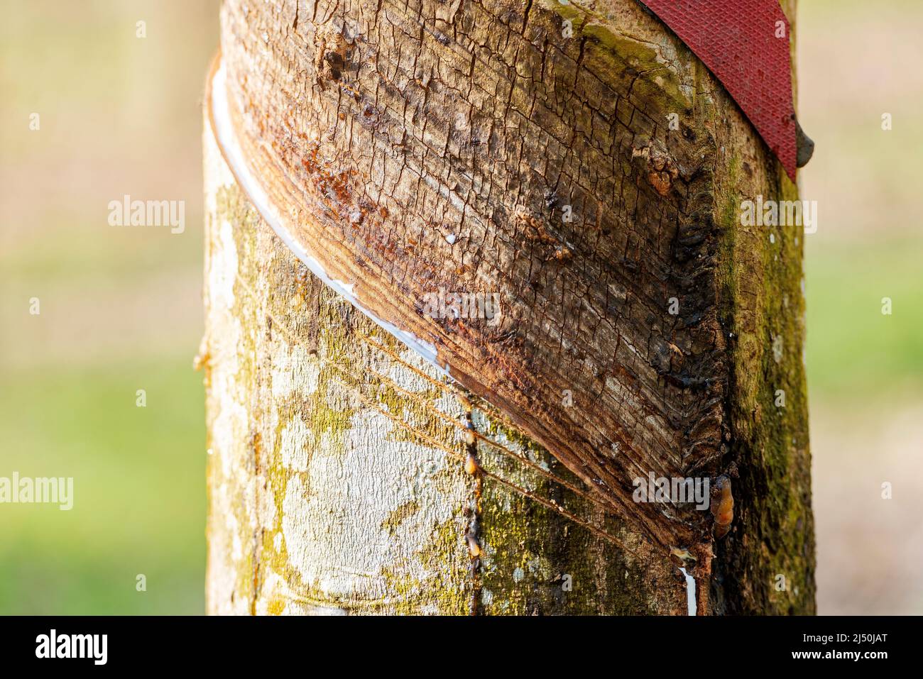 Rubber trees on the farm Stock Photo - Alamy