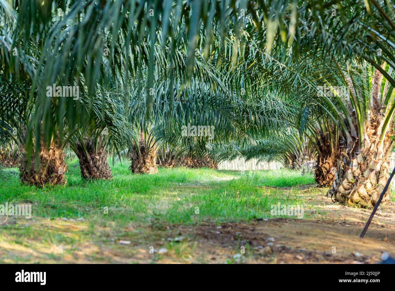 Palm oil indonesia field hi-res stock photography and images - Alamy
