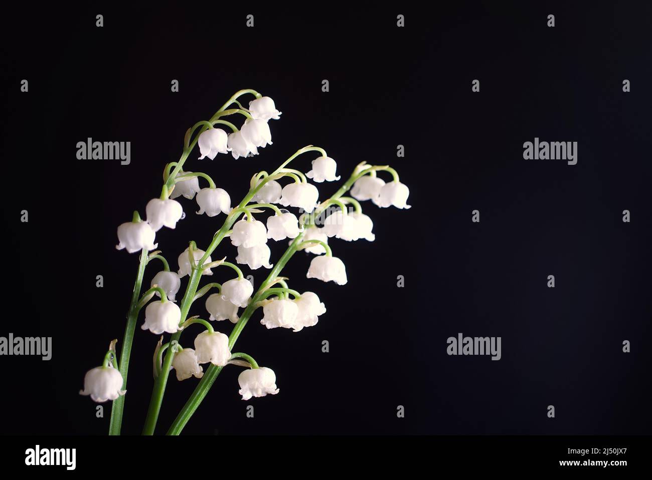 White Lily of the valley, Convallaria majalis plant in close up over ...