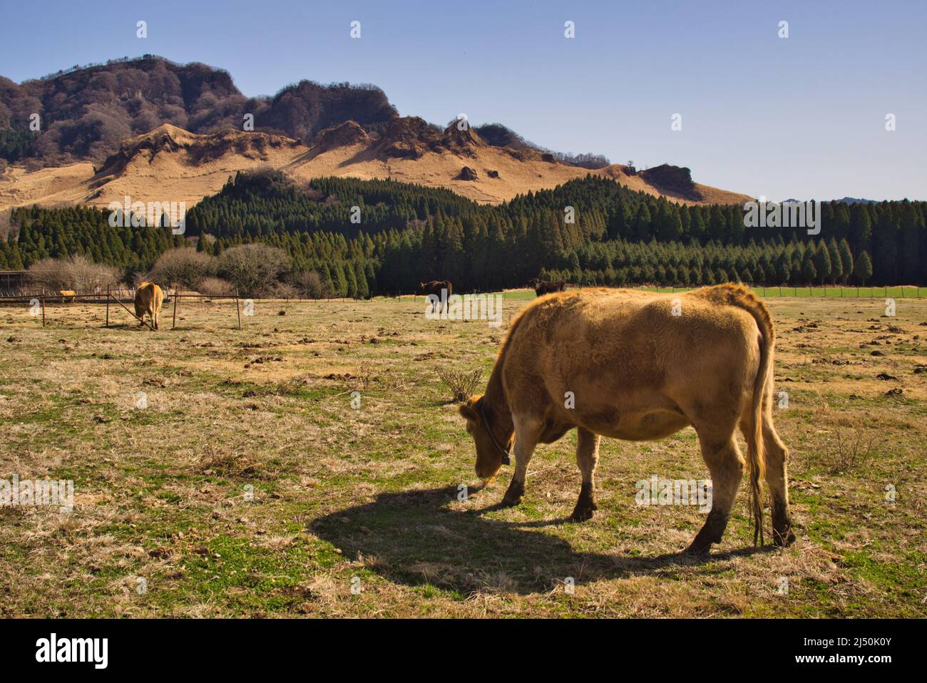 Japanese Brown in Cow in Minamiaso Village, Kumamoto prefecture, Japan ...