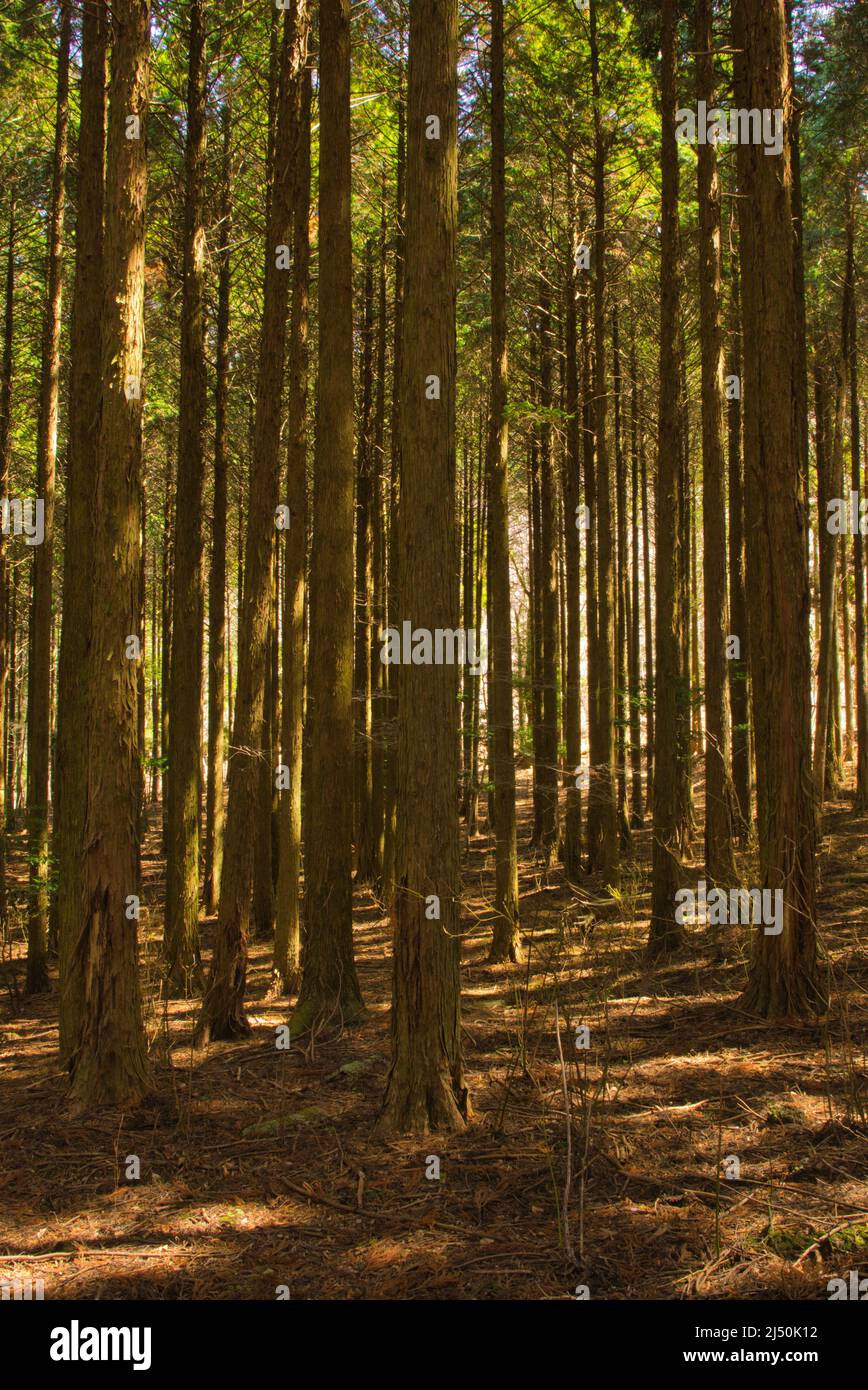 Forest of Aso, Kumamoto Prefecture, Japan Stock Photo - Alamy