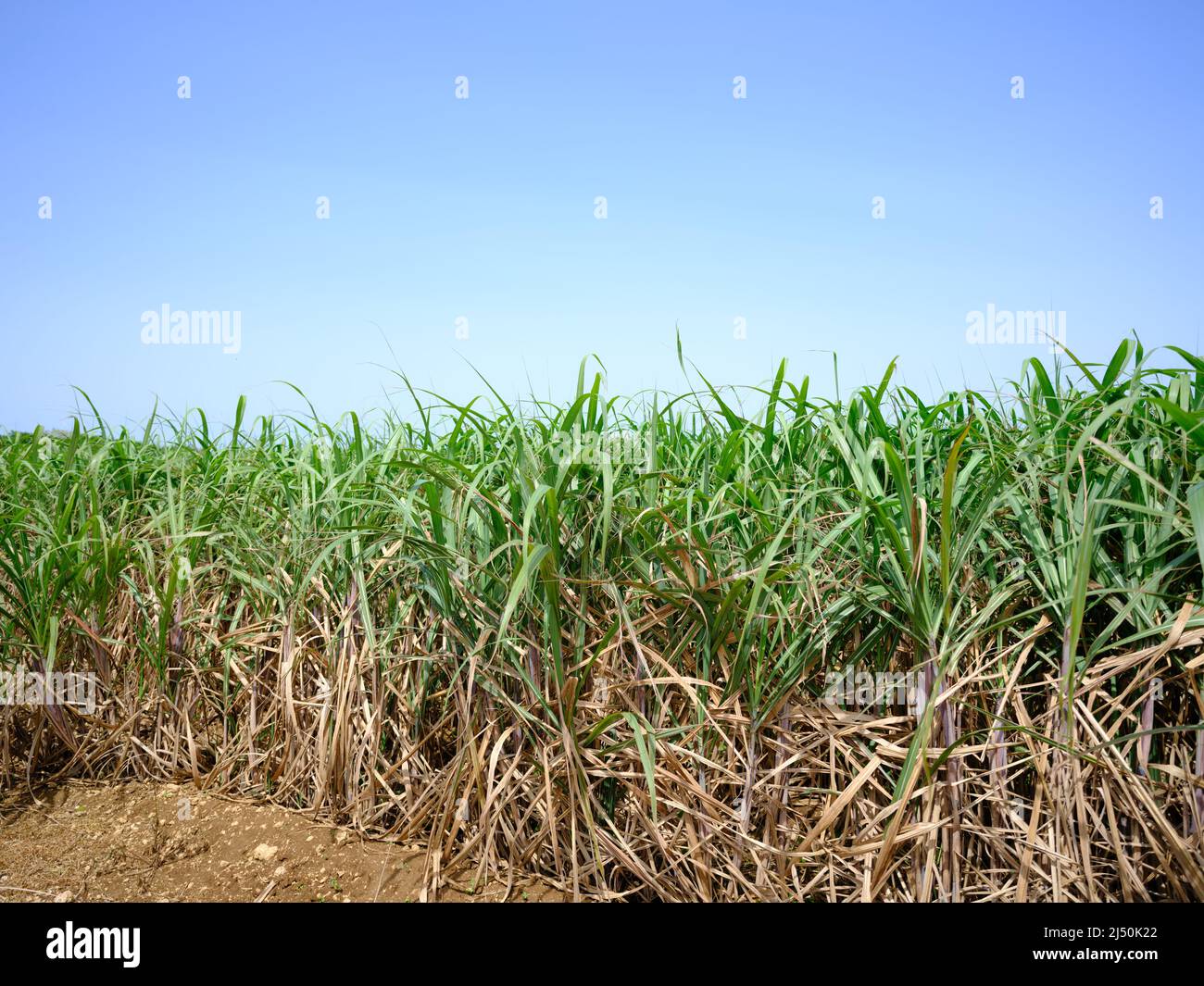 Sugar cane blue sky hi-res stock photography and images - Alamy