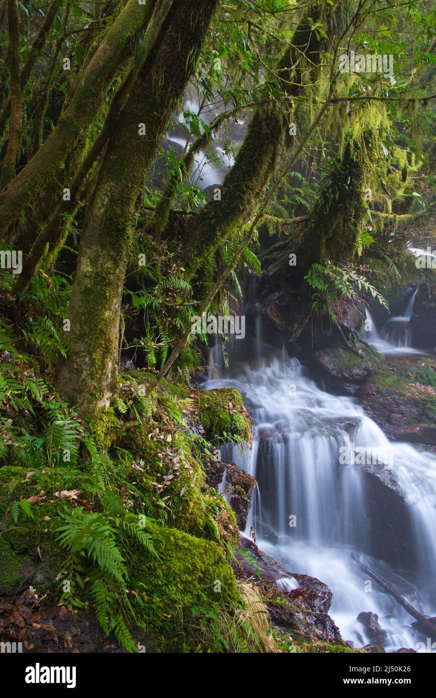 Spring Water in Kikuchi Gorge, Kumamoto Prefecture, Japan Stock Photo ...