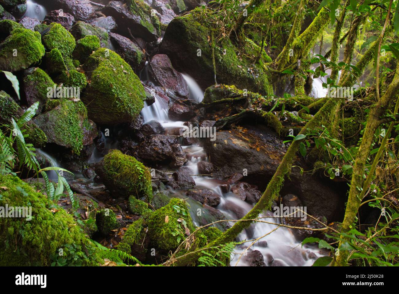 Spring Water in Kikuchi Gorge, Kumamoto Prefecture, Japan Stock Photo ...