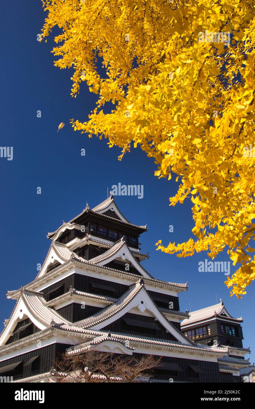 Big Ginkgo Tree and Kumamoto Castle, Kumamoto Prefecture, Japan Stock ...