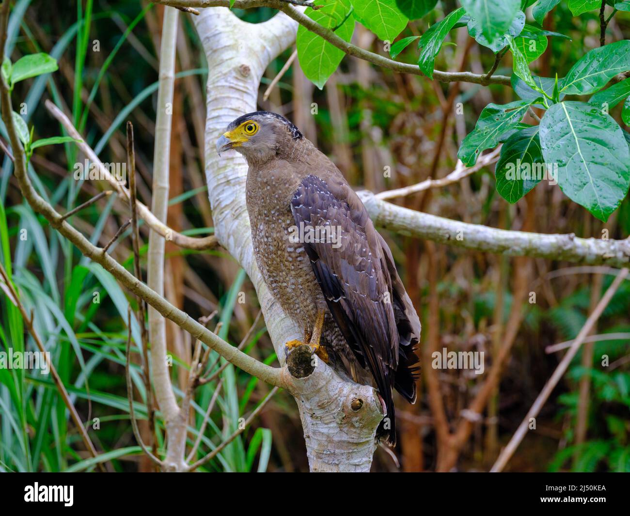 Crested serpent eagle Stock Photo - Alamy
