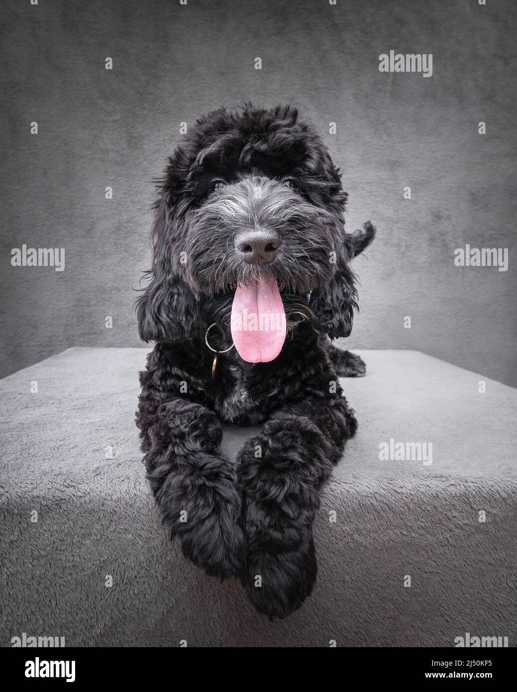 Toy poddle hi-res stock photography and images - Alamy