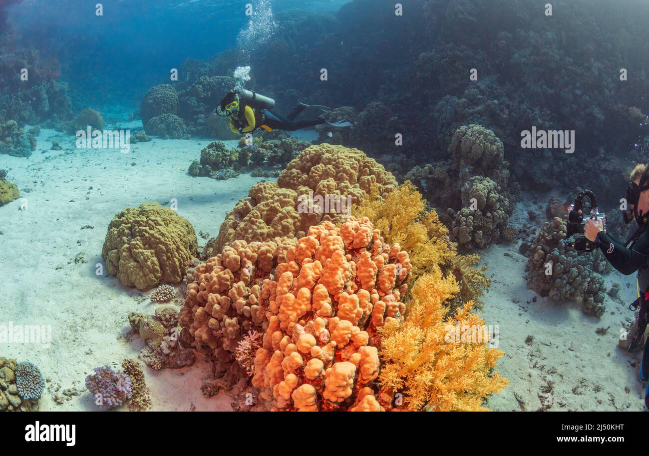 Underwater exploration. Divers dive on a tropical reef with a blue ...