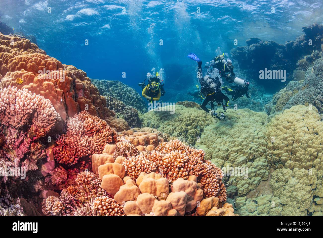 Underwater exploration. Divers dive on a tropical reef with a blue ...