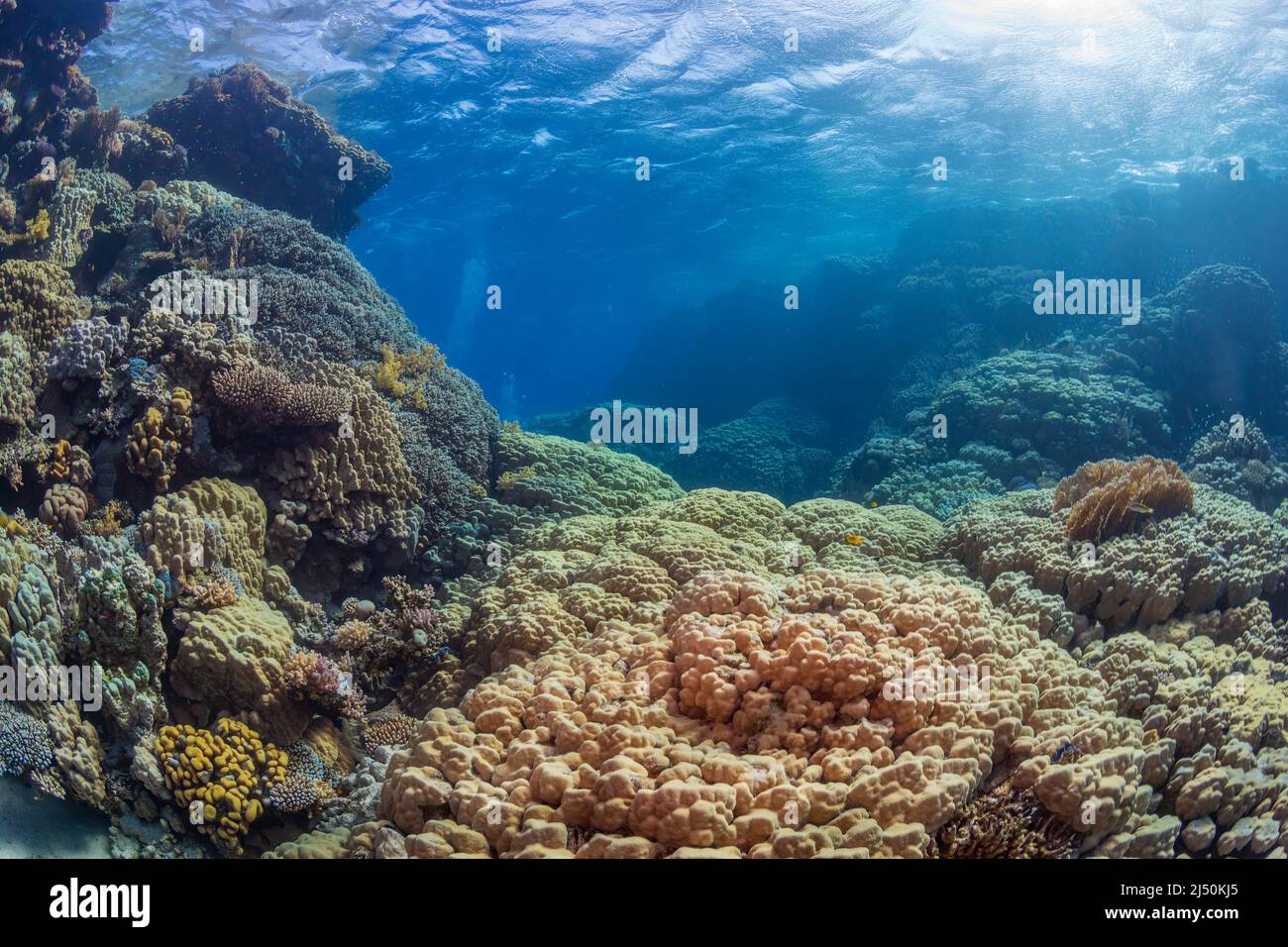 Tropical reef with blue background and beautiful corals Stock Photo - Alamy