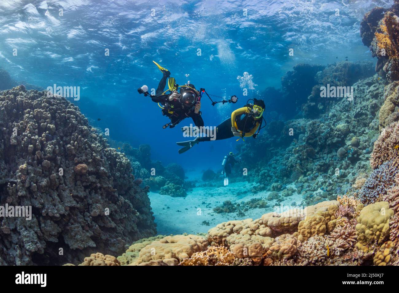 Underwater exploration. Divers dive on a tropical reef with a blue ...