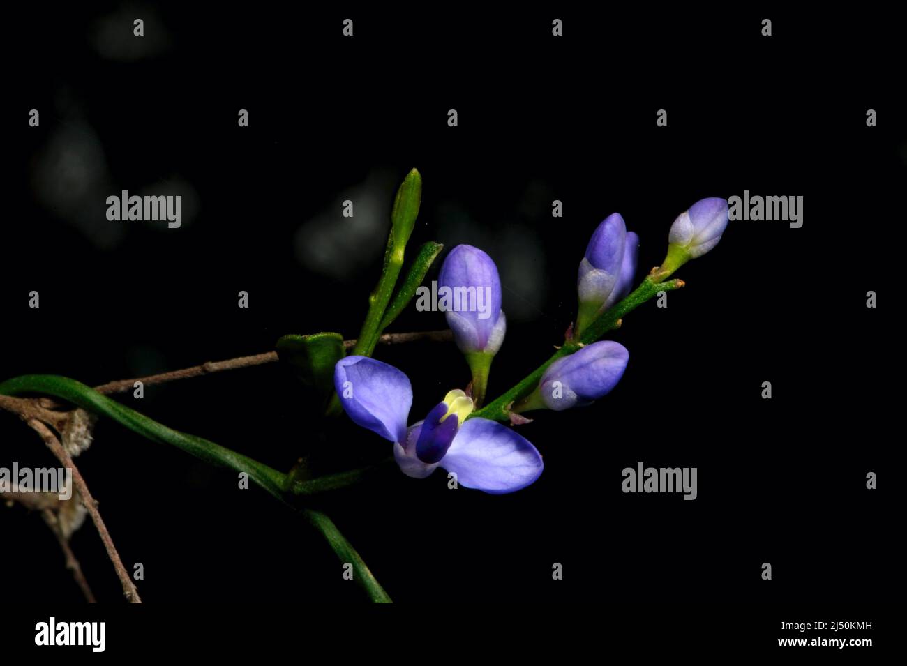 Love Creeper (Comesperma Volubile) twines itself around branches and ...