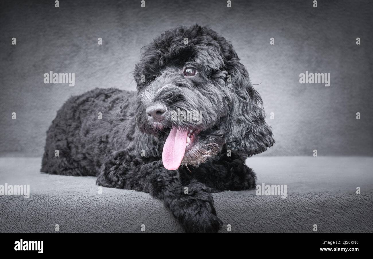 Poddle dog hi-res stock photography and images - Alamy