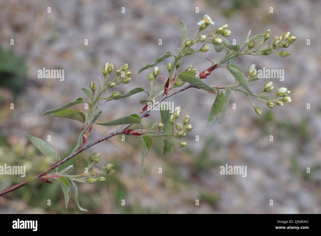 Branch with a new bud of a young blueberry plant, the northern highbush ...