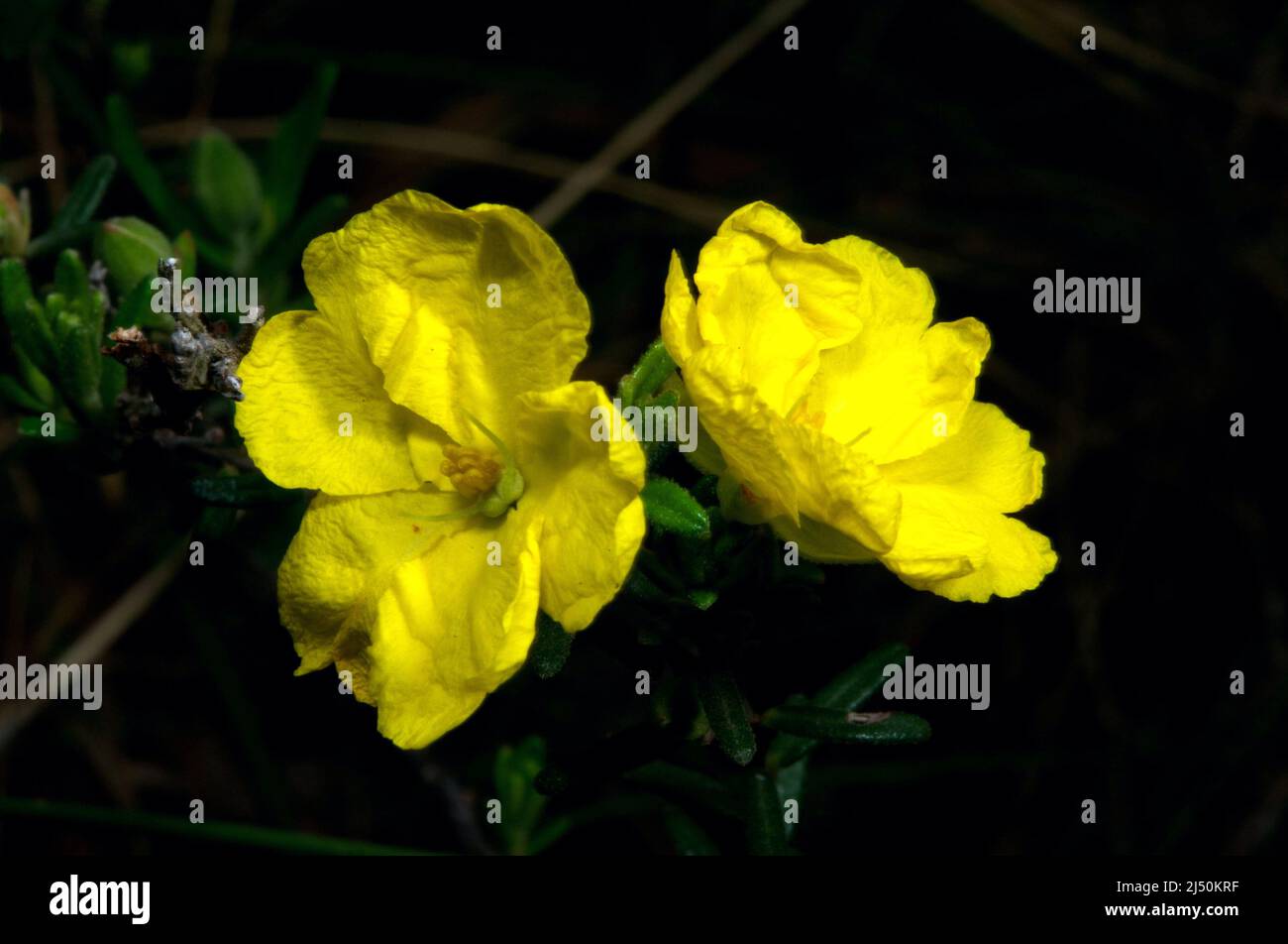 Showy guinea flowers hi-res stock photography and images - Alamy