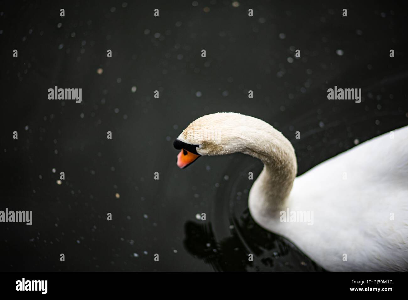 Raindrops falling on the white feathers neck of a quiet white swan on a ...