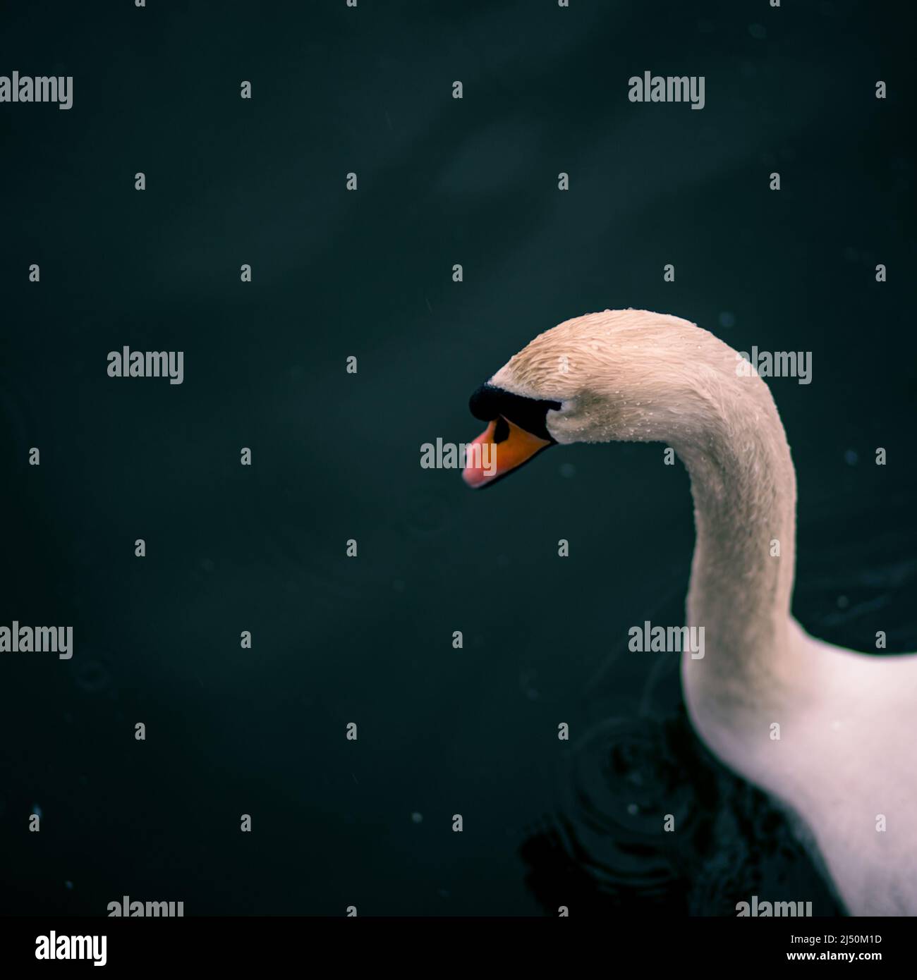 Raindrops falling on the white feathers neck of a quiet white swan on a ...