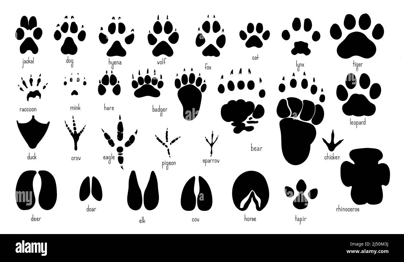 Crow foot Black and White Stock Photos & Images - Alamy