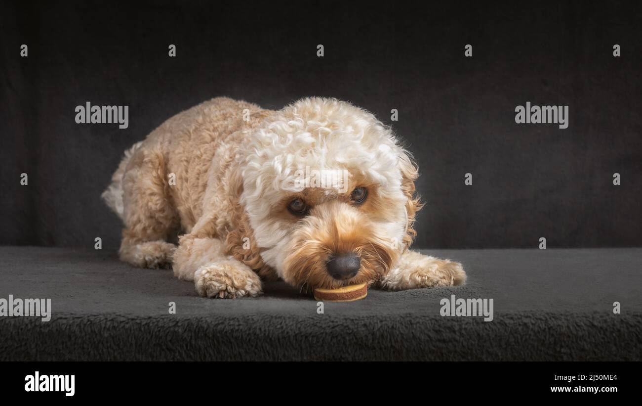Portrait toy poodle hi-res stock photography and images - Alamy