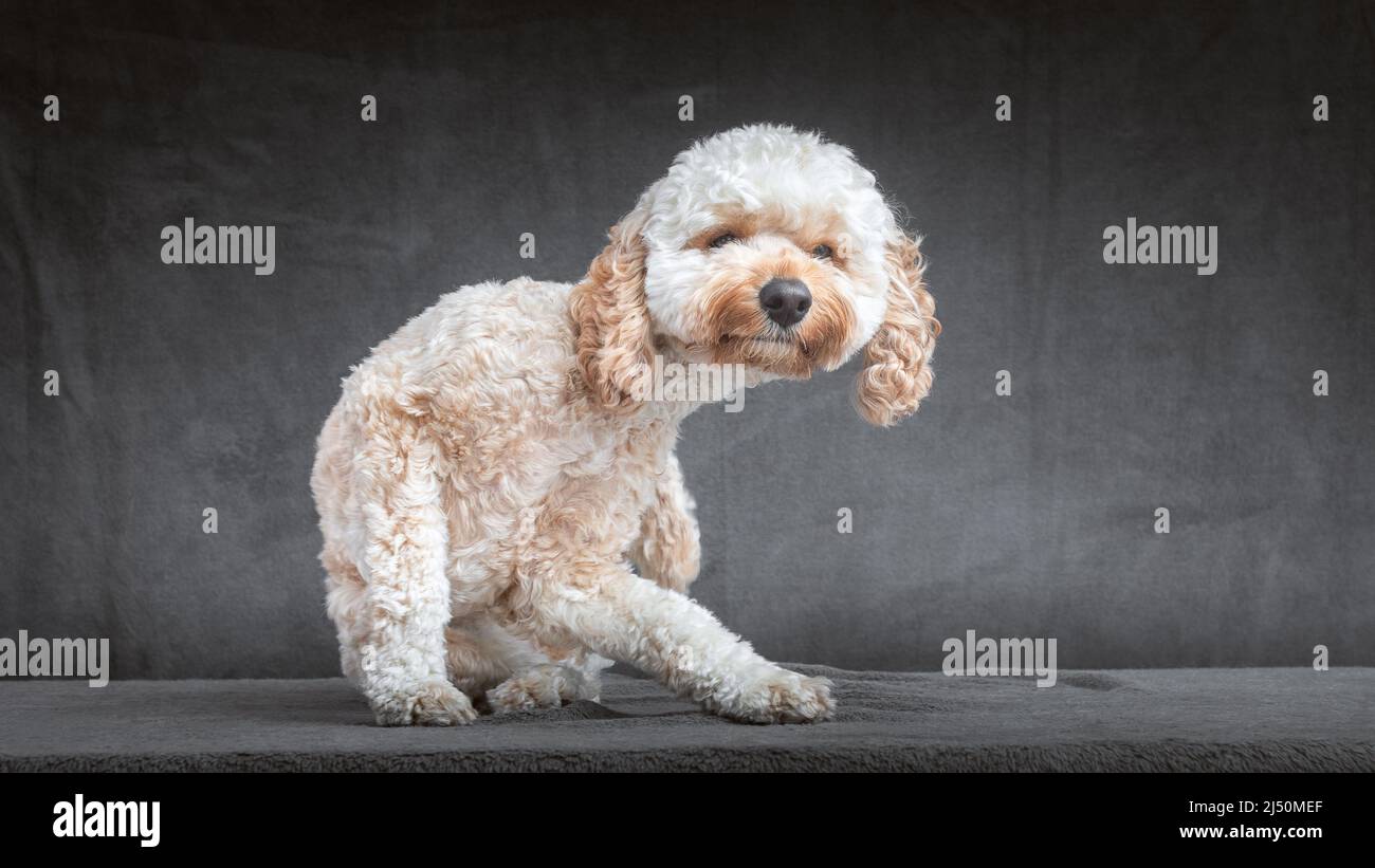 Miniature poodle puppie portrait Stock Photo - Alamy