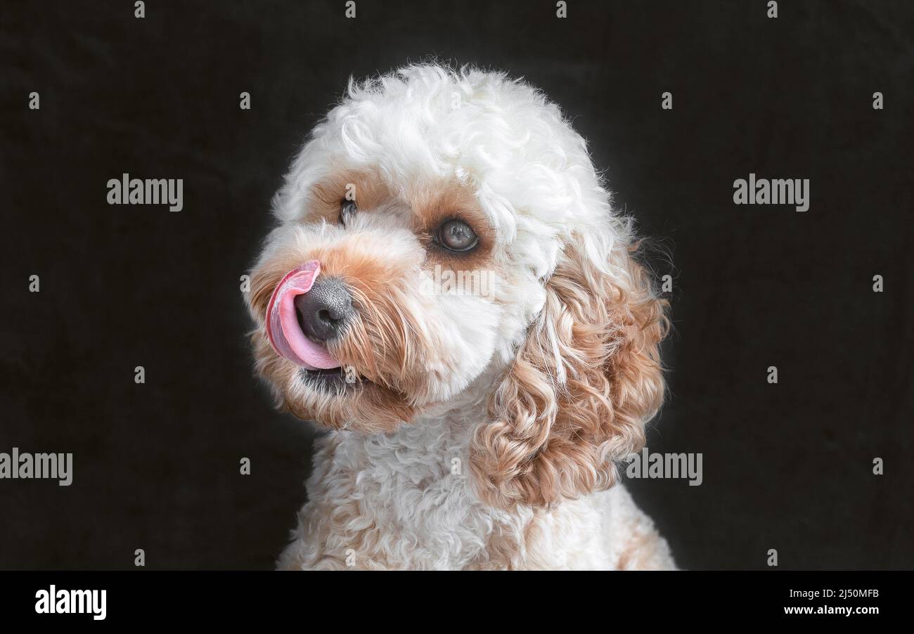 Miniature poodle puppie portrait Stock Photo - Alamy