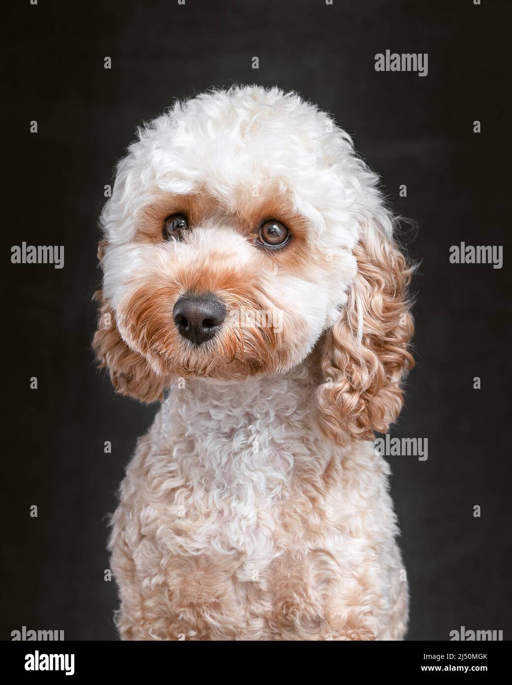 Close up toy poodle puppy hi-res stock photography and images - Alamy