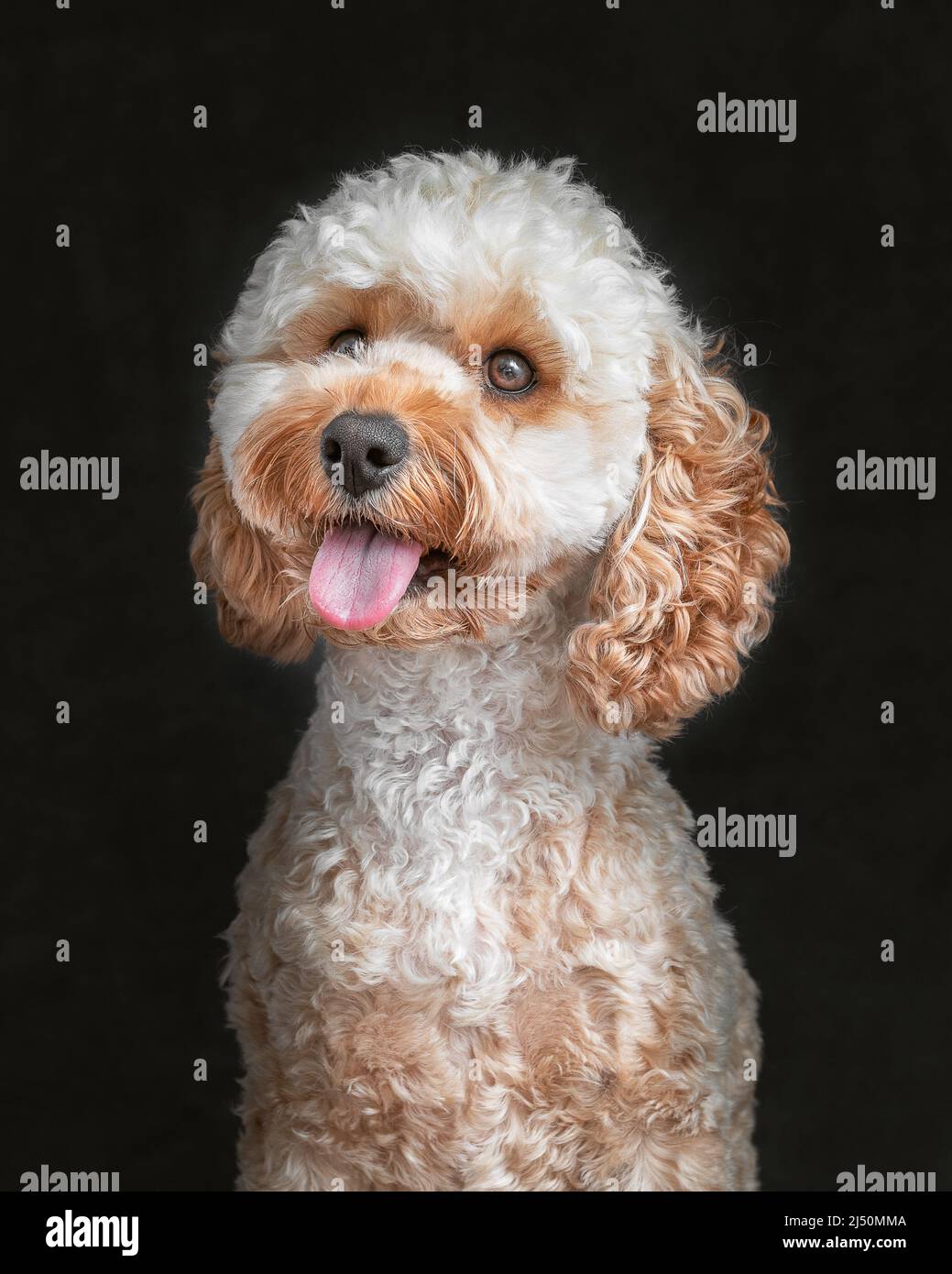 Close up toy poodle puppy hi-res stock photography and images - Alamy