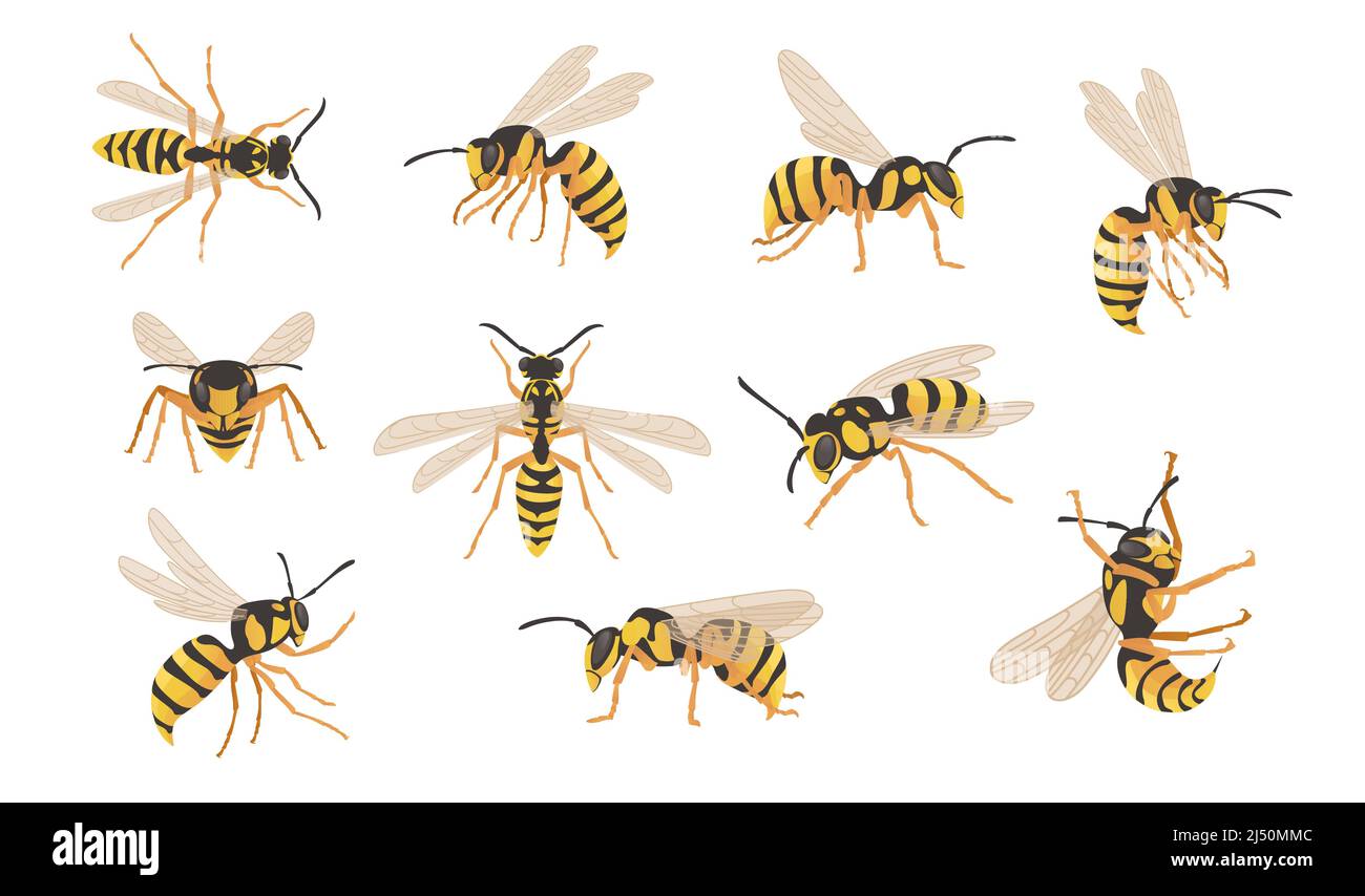 Set of dangerous wasp insect cartoon animal design vector illustration ...