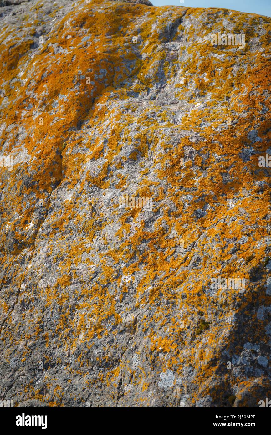Stone covered with orange lichen. Stone texture, lichen Stock Photo - Alamy