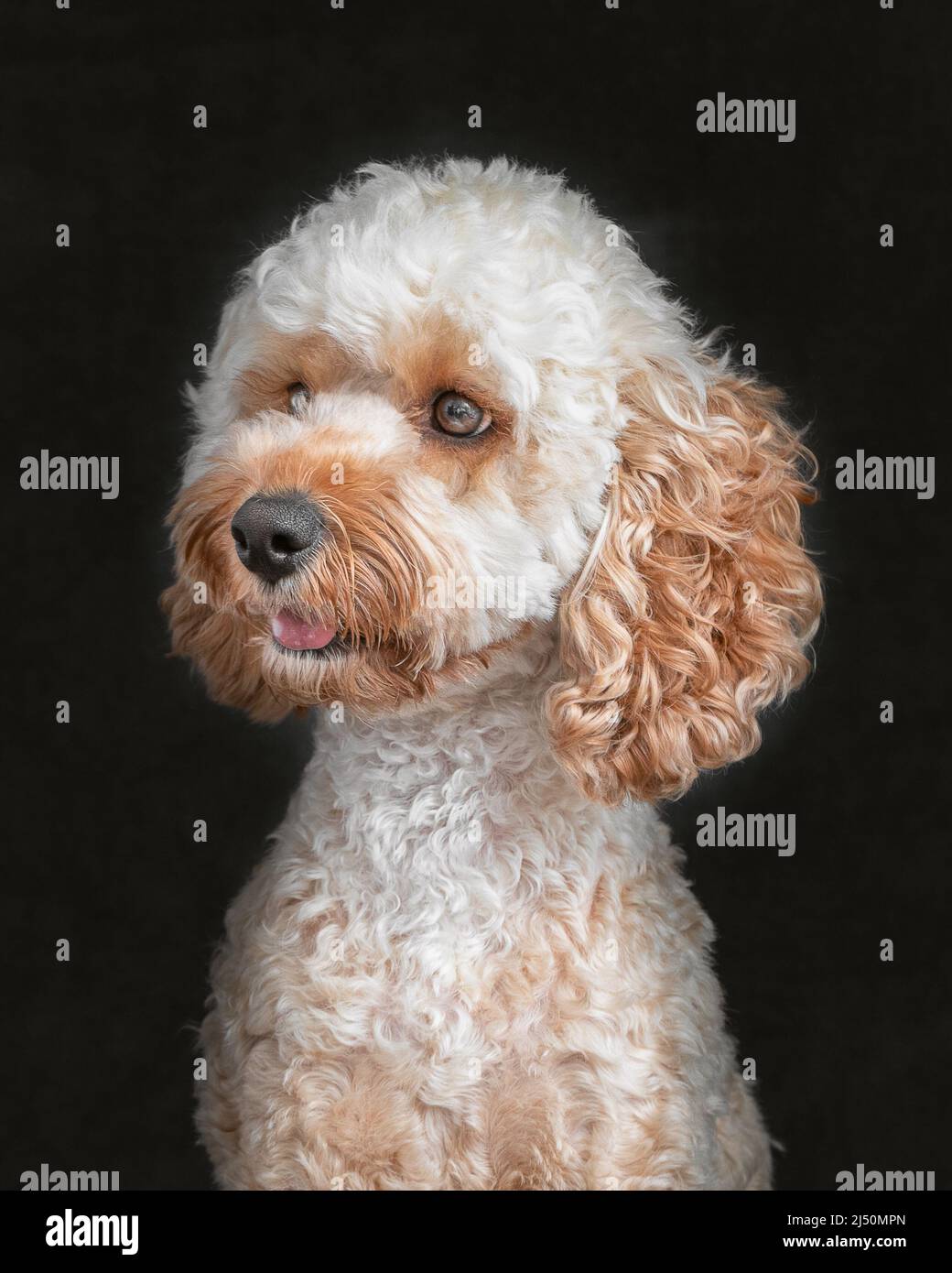 Miniature poodle puppie portrait Stock Photo - Alamy