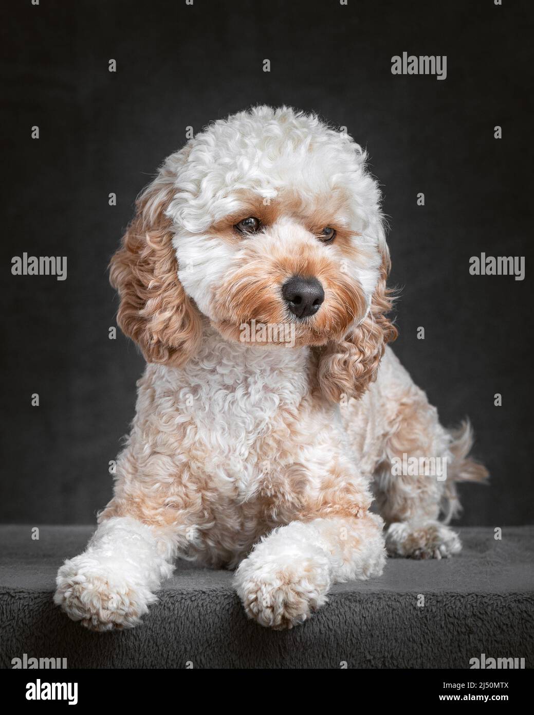 Miniature poodle puppie portrait Stock Photo - Alamy